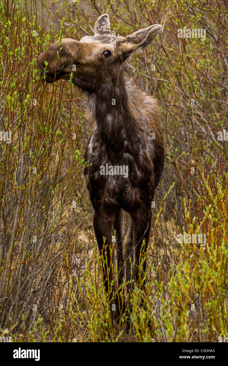 A young moose grazes on spring foliage in Alberta's Kananaskis Country ...