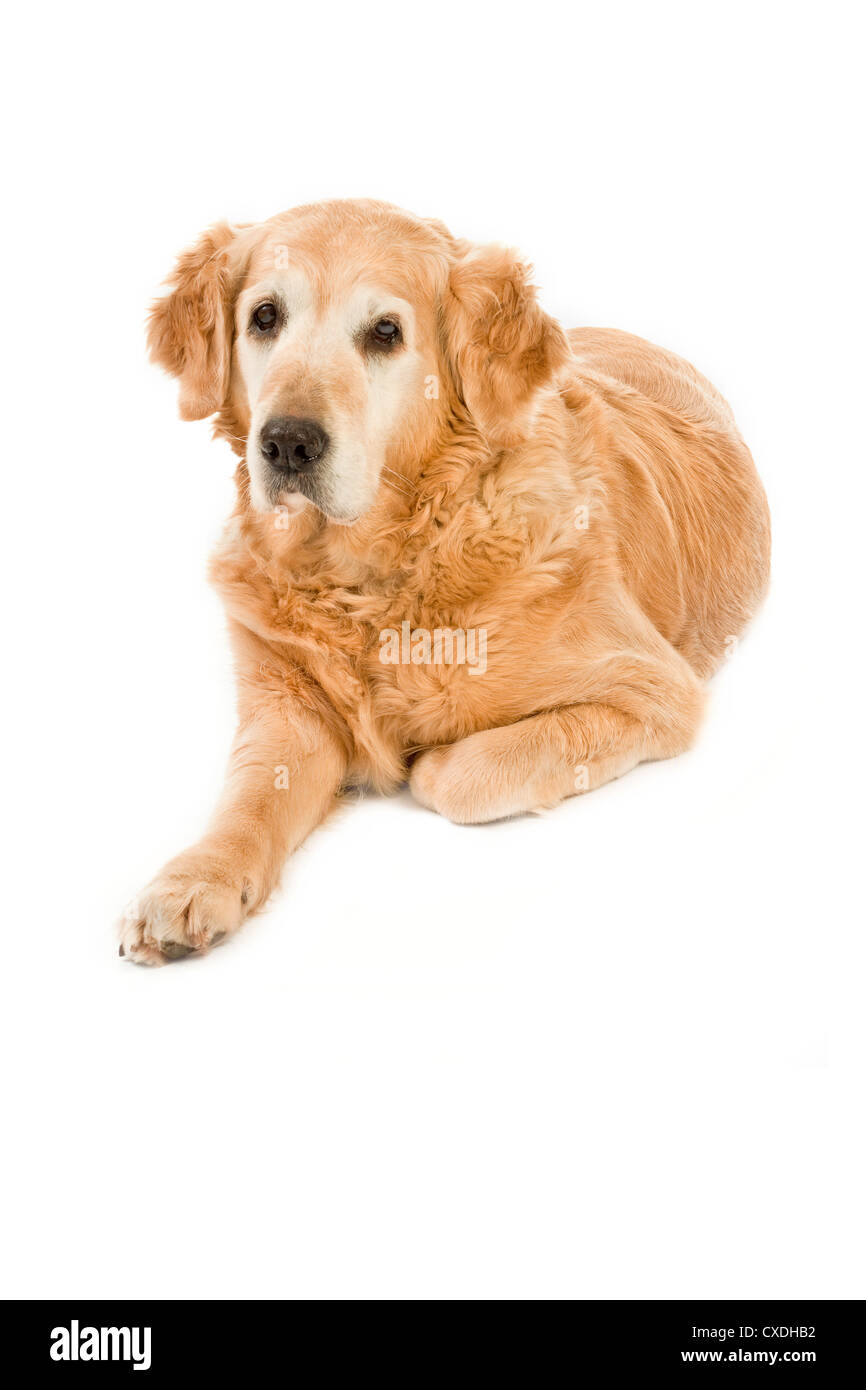 White dog golden retriever Cut Out Stock Images & Pictures - Alamy