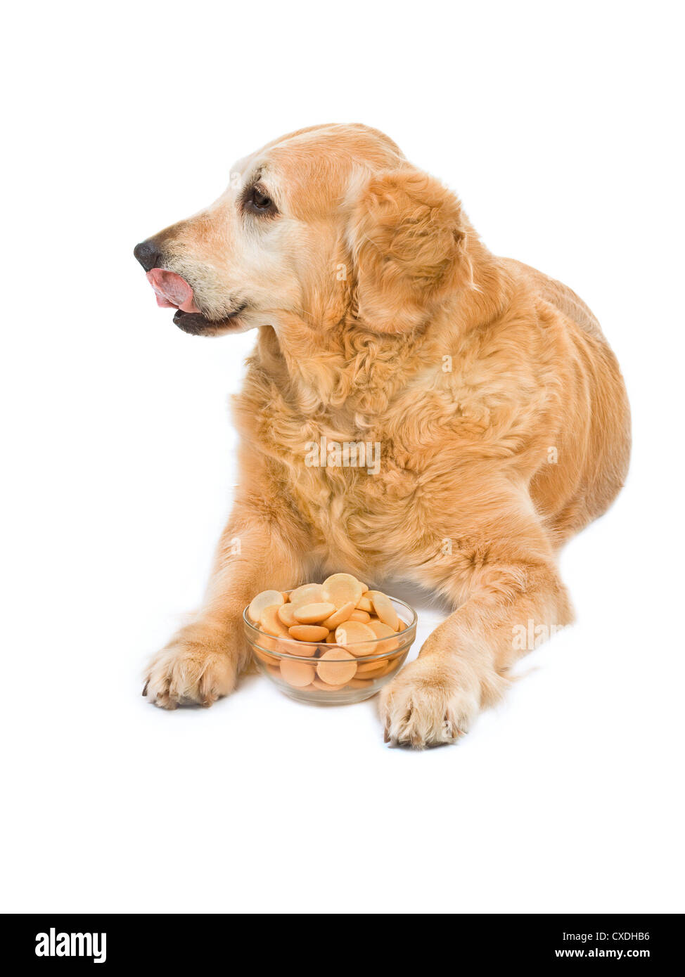 Golden retriever with saucer full sponge - biscuits Stock Photo - Alamy