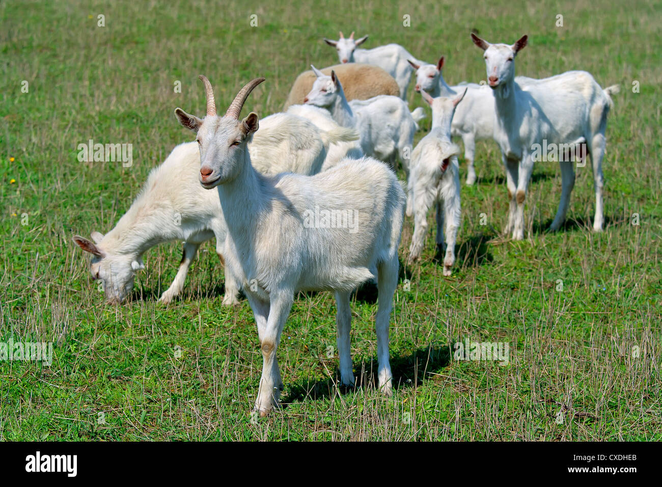 Goats on the goat farm Stock Photo - Alamy