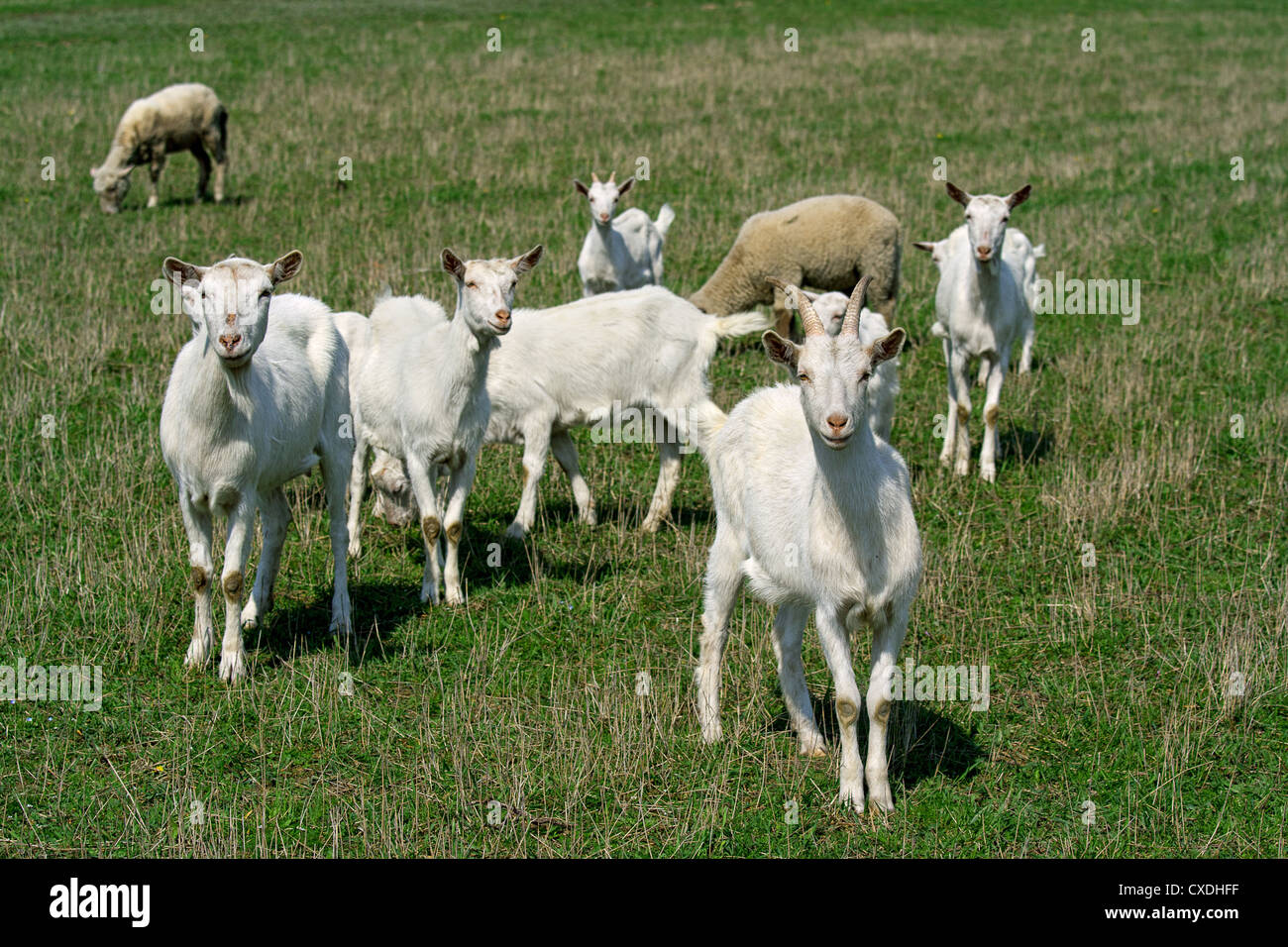 Goats on the goat farm Stock Photo - Alamy