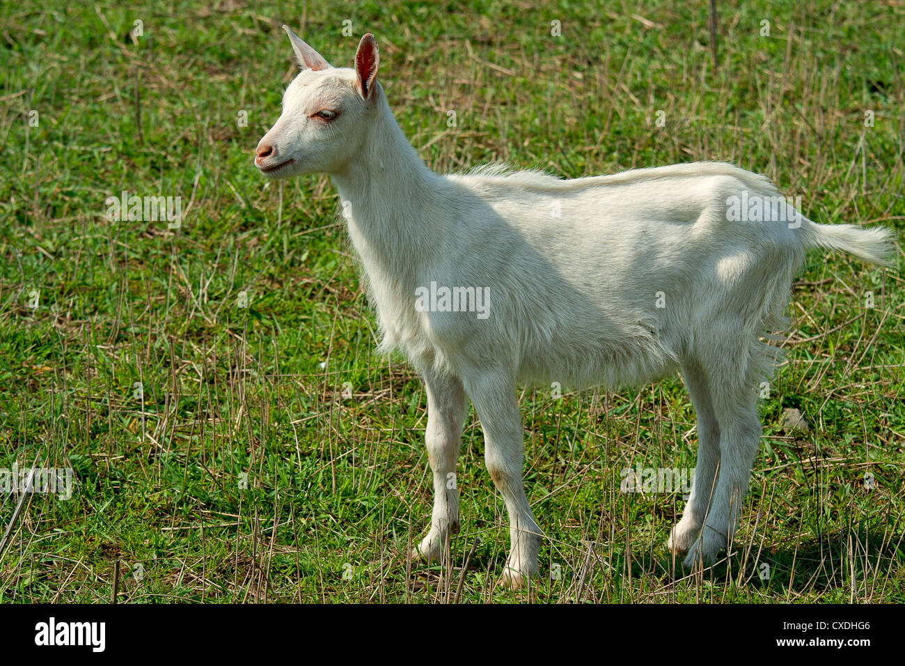 Pygmy goat kid Stock Photo - Alamy