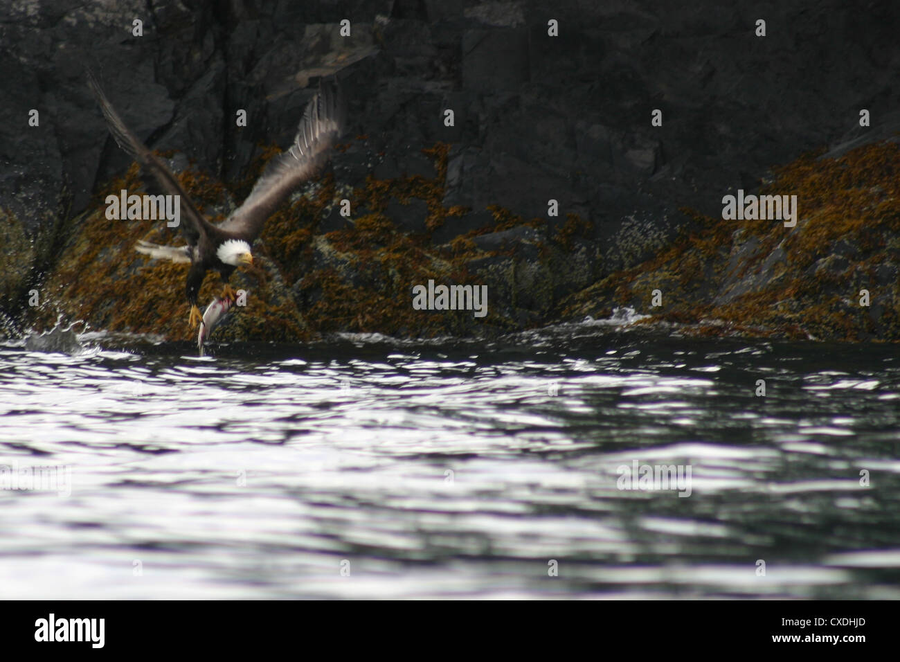 Sound catching bird hi-res stock photography and images - Alamy