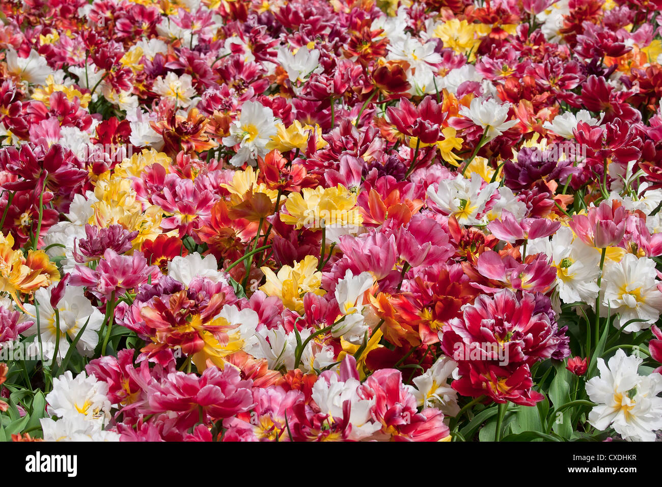 Beautiful spring flowers in garden Stock Photo - Alamy