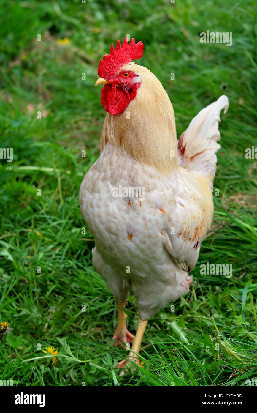front view of Beautiful white Rooster Stock Photo - Alamy