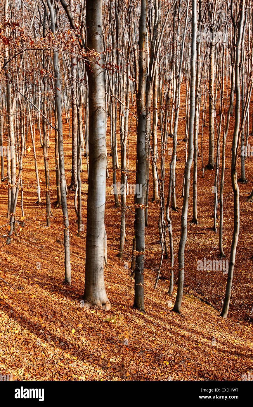 Colour beech forest in autumn Stock Photo - Alamy