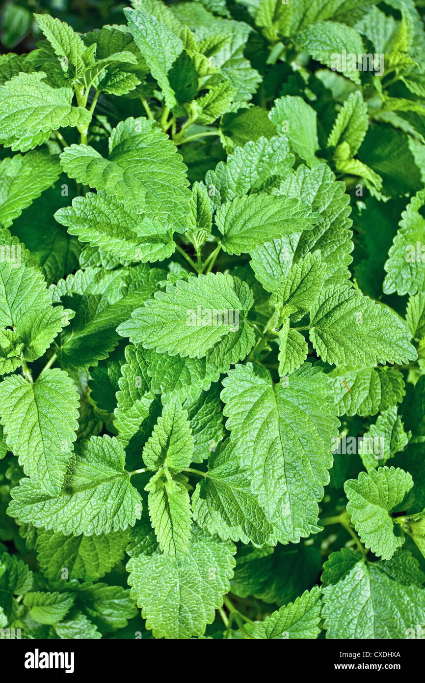 Closeup fresh balm Stock Photo - Alamy