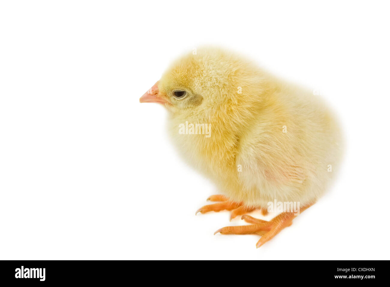 White hen isolated on white hi-res stock photography and images - Alamy