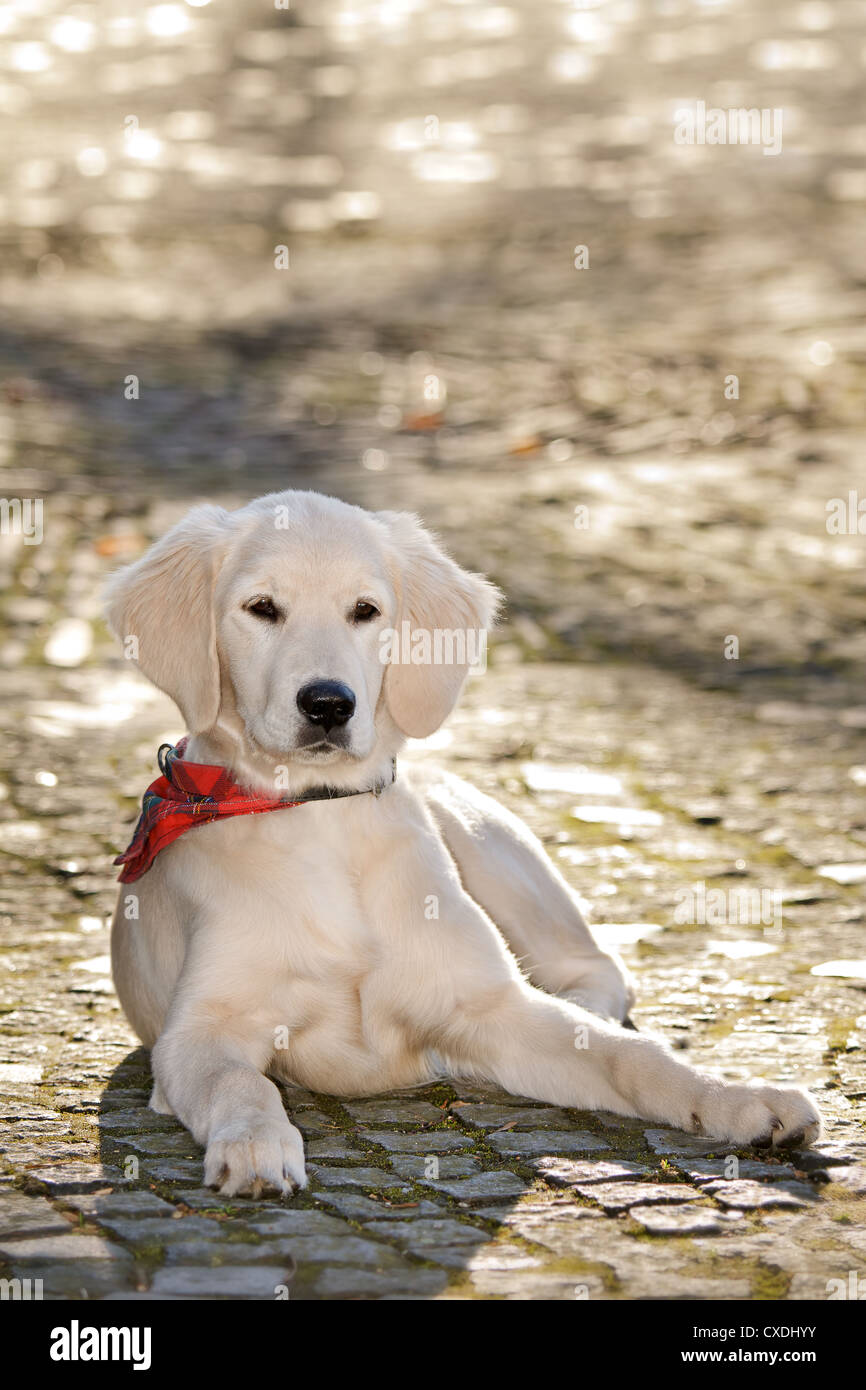 Close up look - puppy golden retriever Stock Photo - Alamy