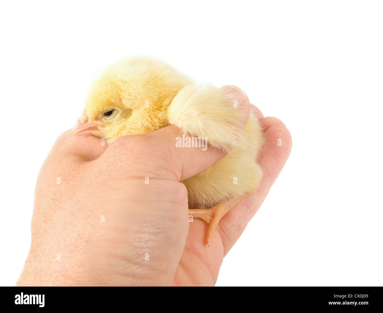 Sweet Easter chicks Stock Photo - Alamy