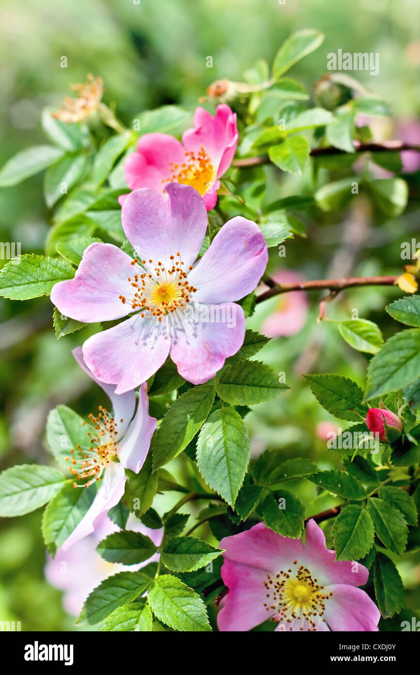 Detail flower Sweet Brier Stock Photo - Alamy