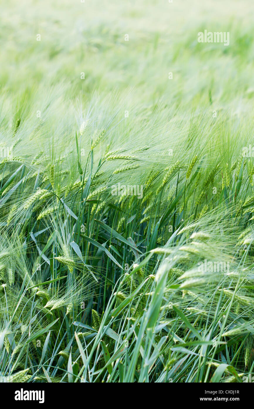 Spring wheat harvest hi-res stock photography and images - Alamy