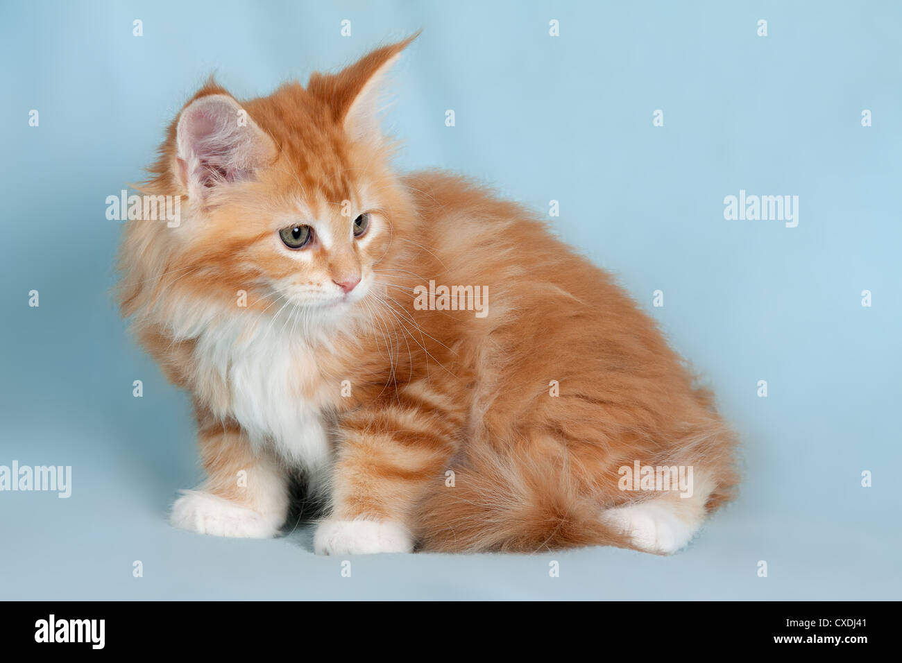 Portrait of sweet pet cat Stock Photo - Alamy