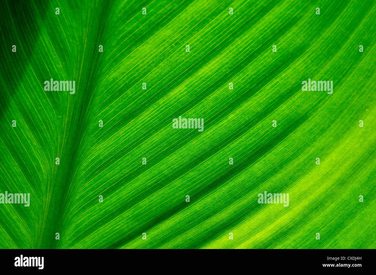 Green abstract leaves hi-res stock photography and images - Alamy