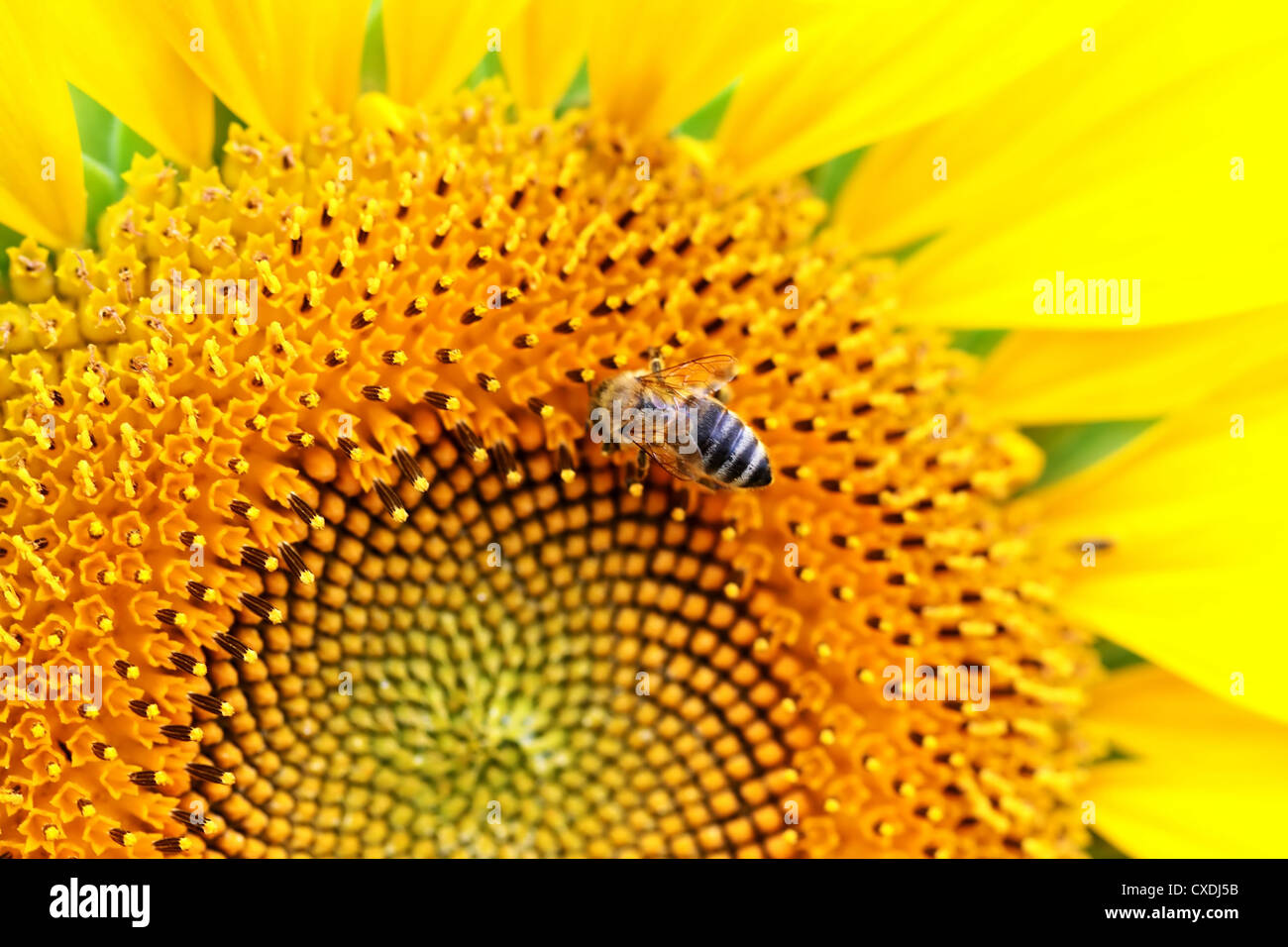 Macro picture of bee working on a sunflower Stock Photo - Alamy