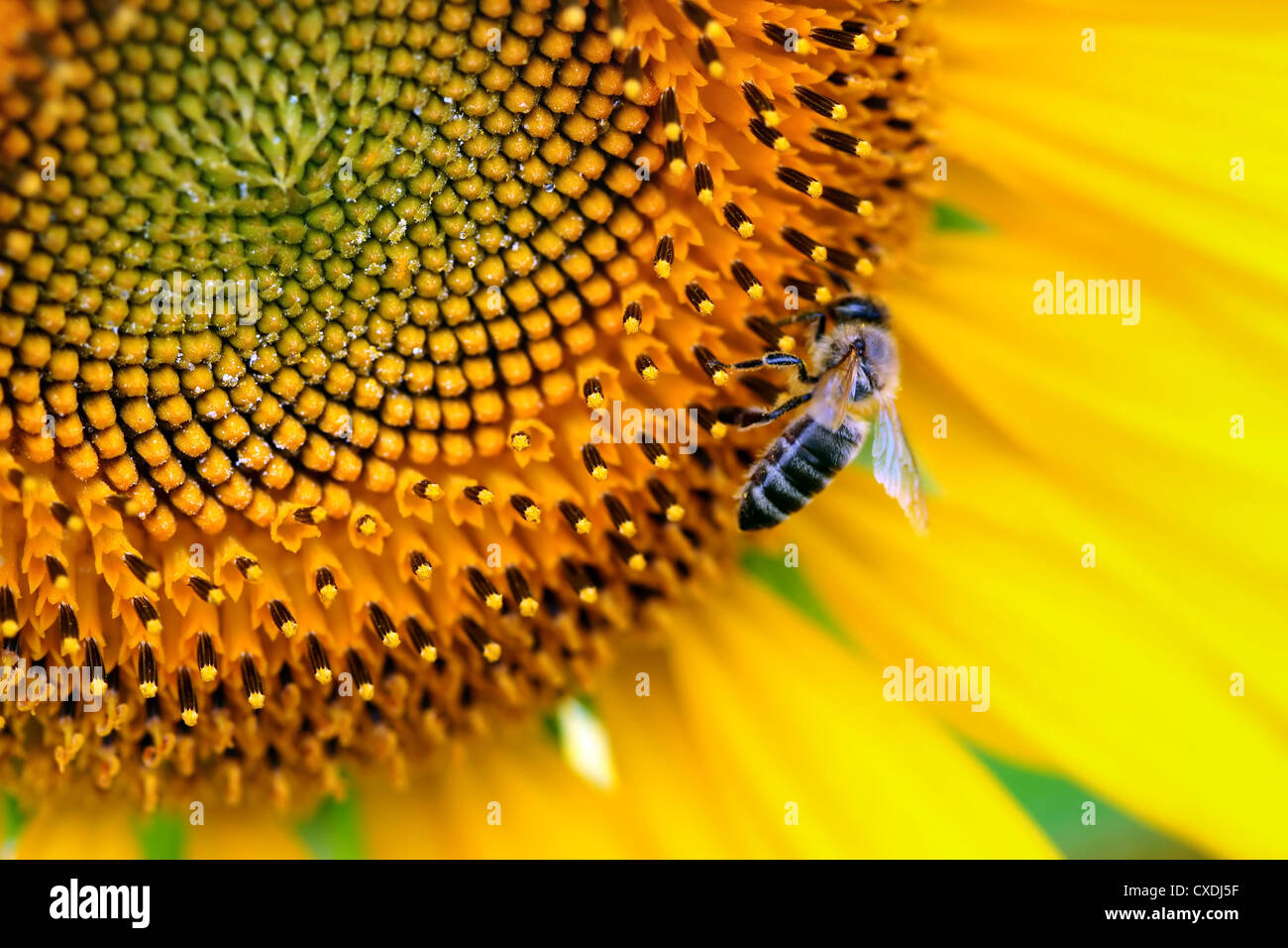 Macro picture of bee working on a sunflower Stock Photo - Alamy