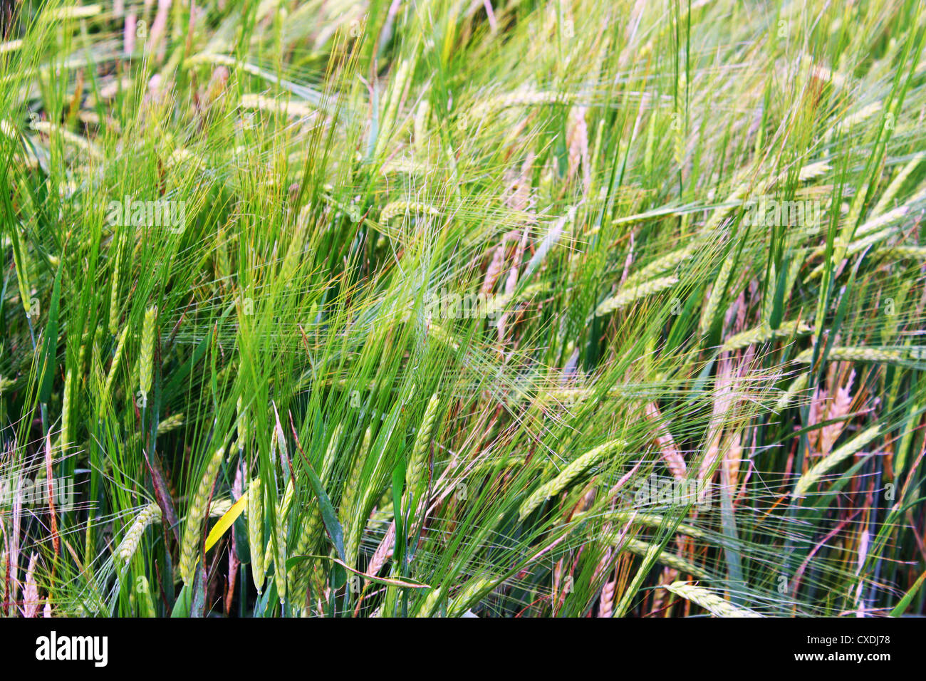 Wild grass plants hi-res stock photography and images - Alamy