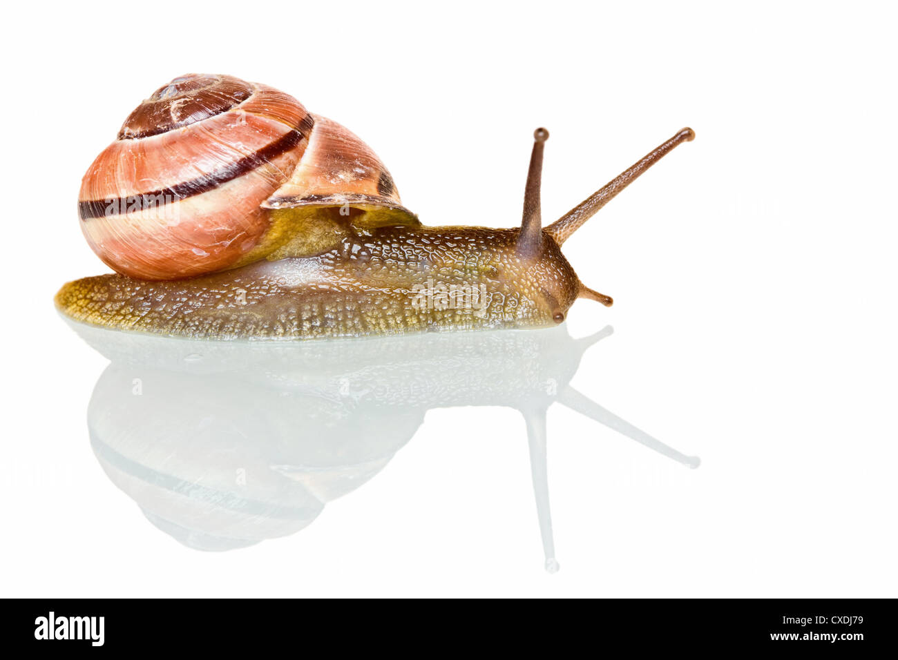 White garden snail hi-res stock photography and images - Alamy