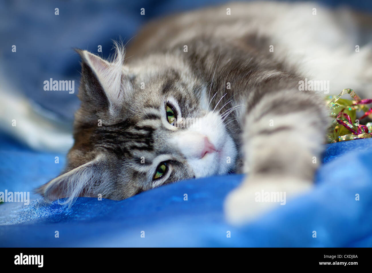 Portrait of sweet pet cat Stock Photo - Alamy