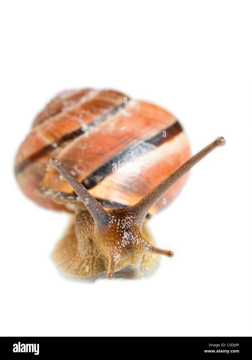 Garden snail in front of a white background Stock Photo - Alamy