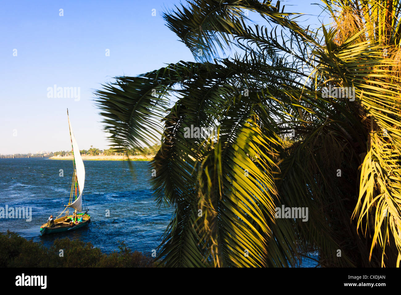 Palm tree and traditional felucca boat over the Nile in Asyut, Egypt ...