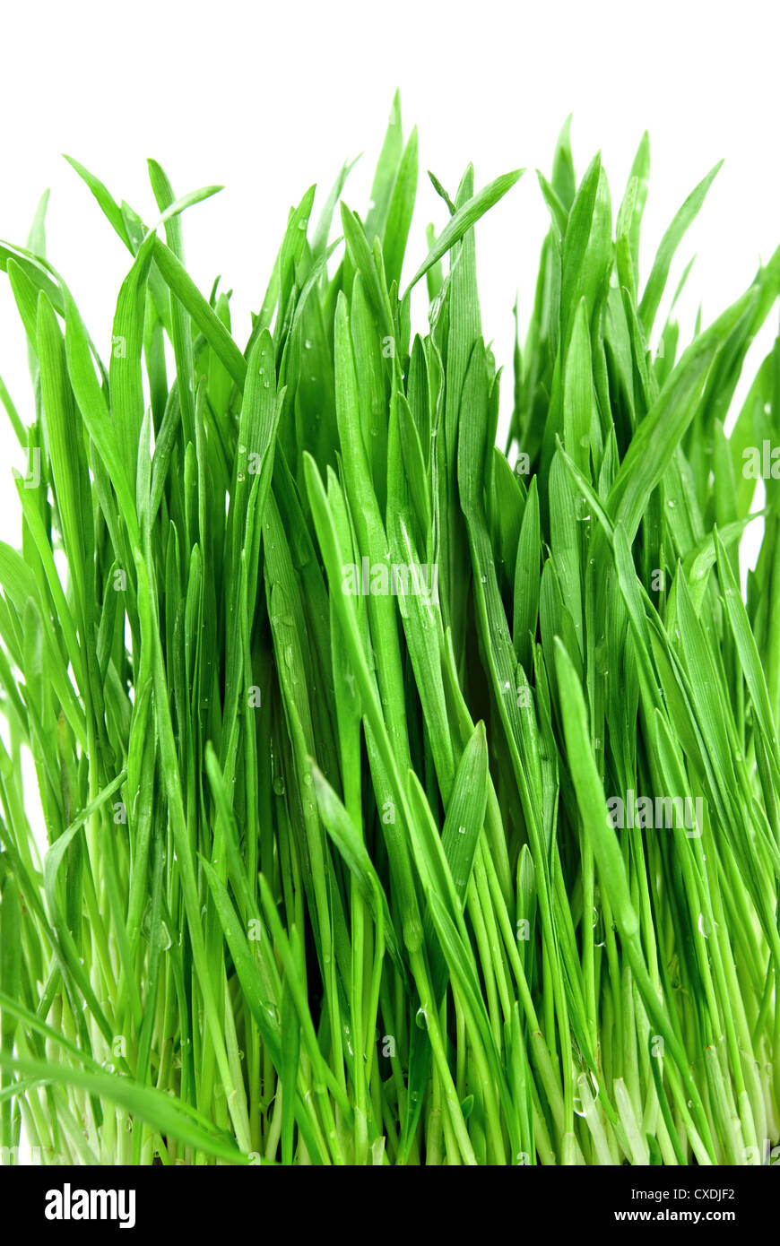 close-up green grass isolated on white Stock Photo - Alamy