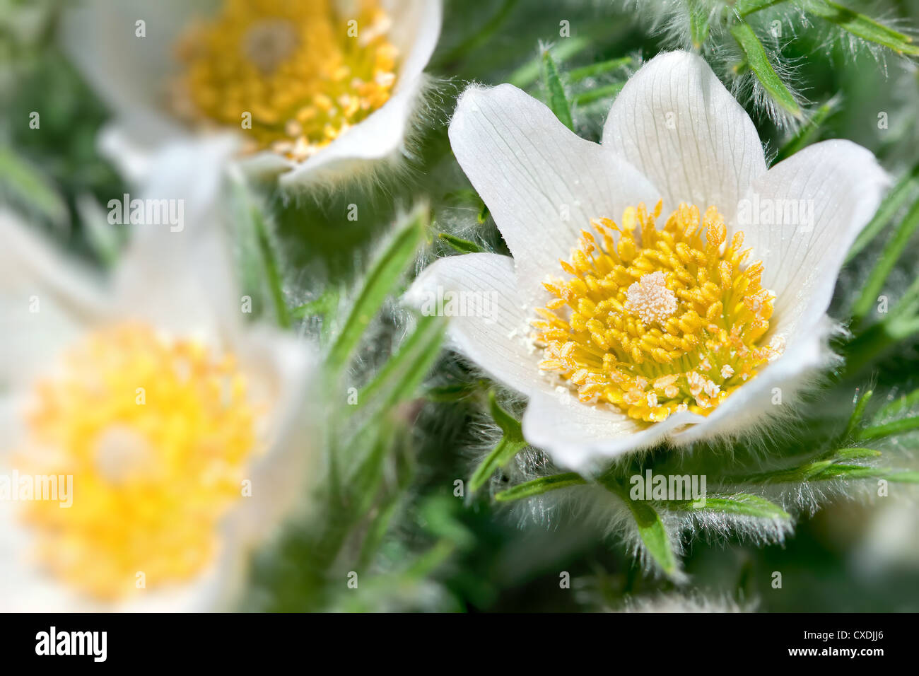 Beautiful spring flowers in garden Stock Photo - Alamy