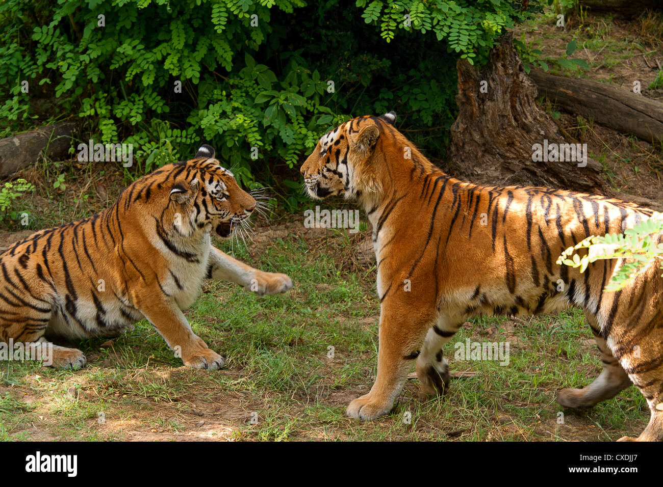 Two baby tigers hi-res stock photography and images - Alamy