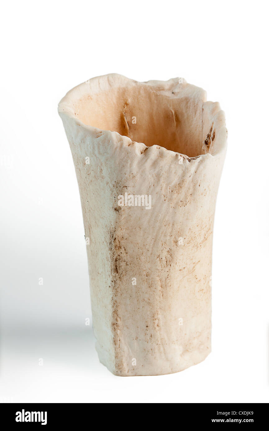 Marrowbone isolated on white background Stock Photo - Alamy