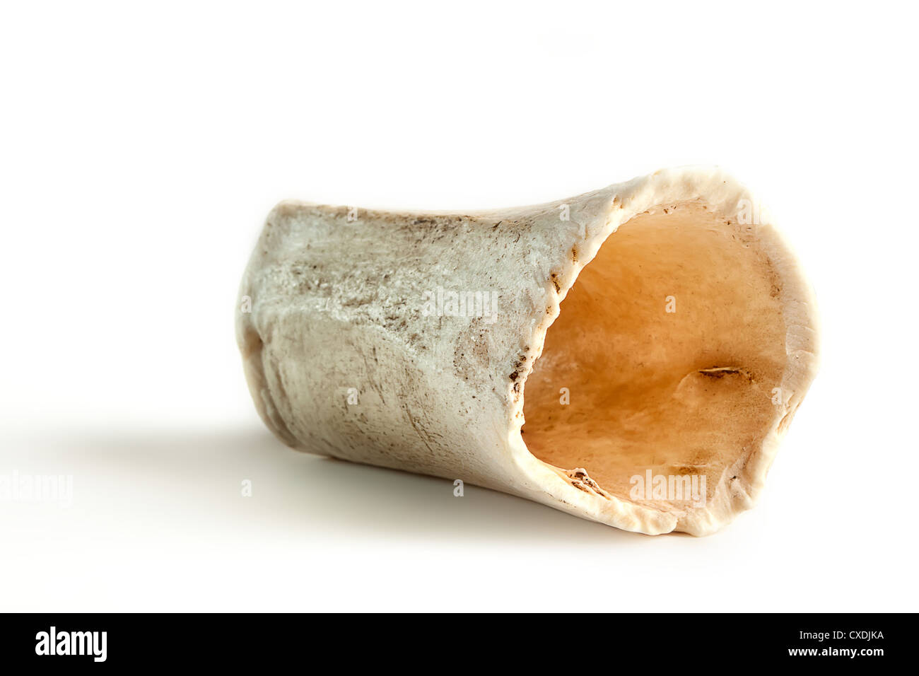 Marrowbone isolated on white background Stock Photo - Alamy