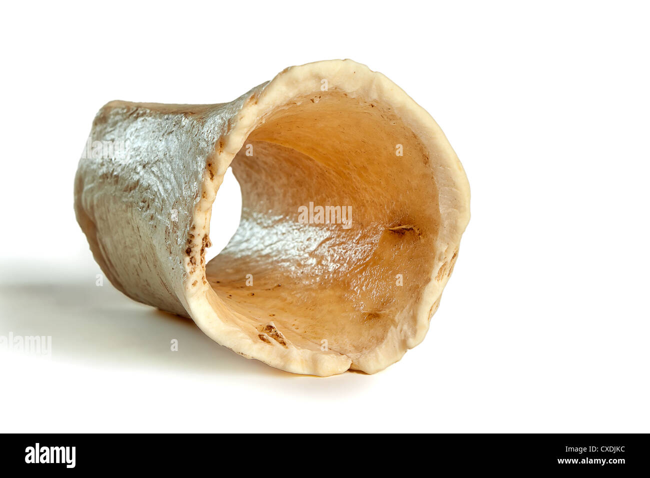 Pet marrowbone hi-res stock photography and images - Alamy