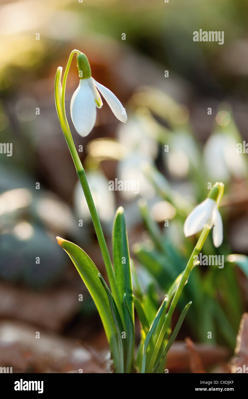 Spring snowdrop flowers in a garden Stock Photo - Alamy