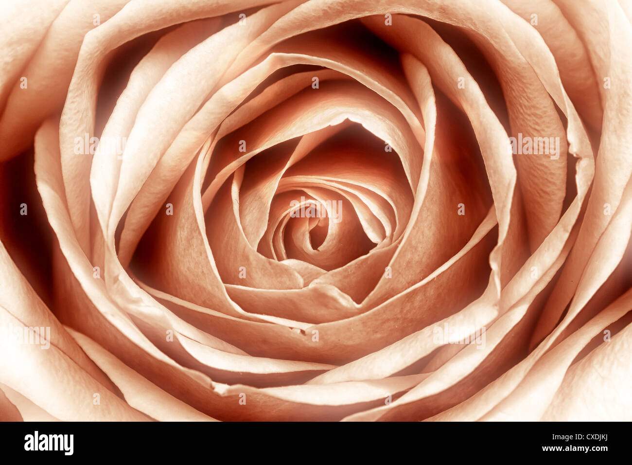 Pink roses in sepia tone Stock Photo - Alamy
