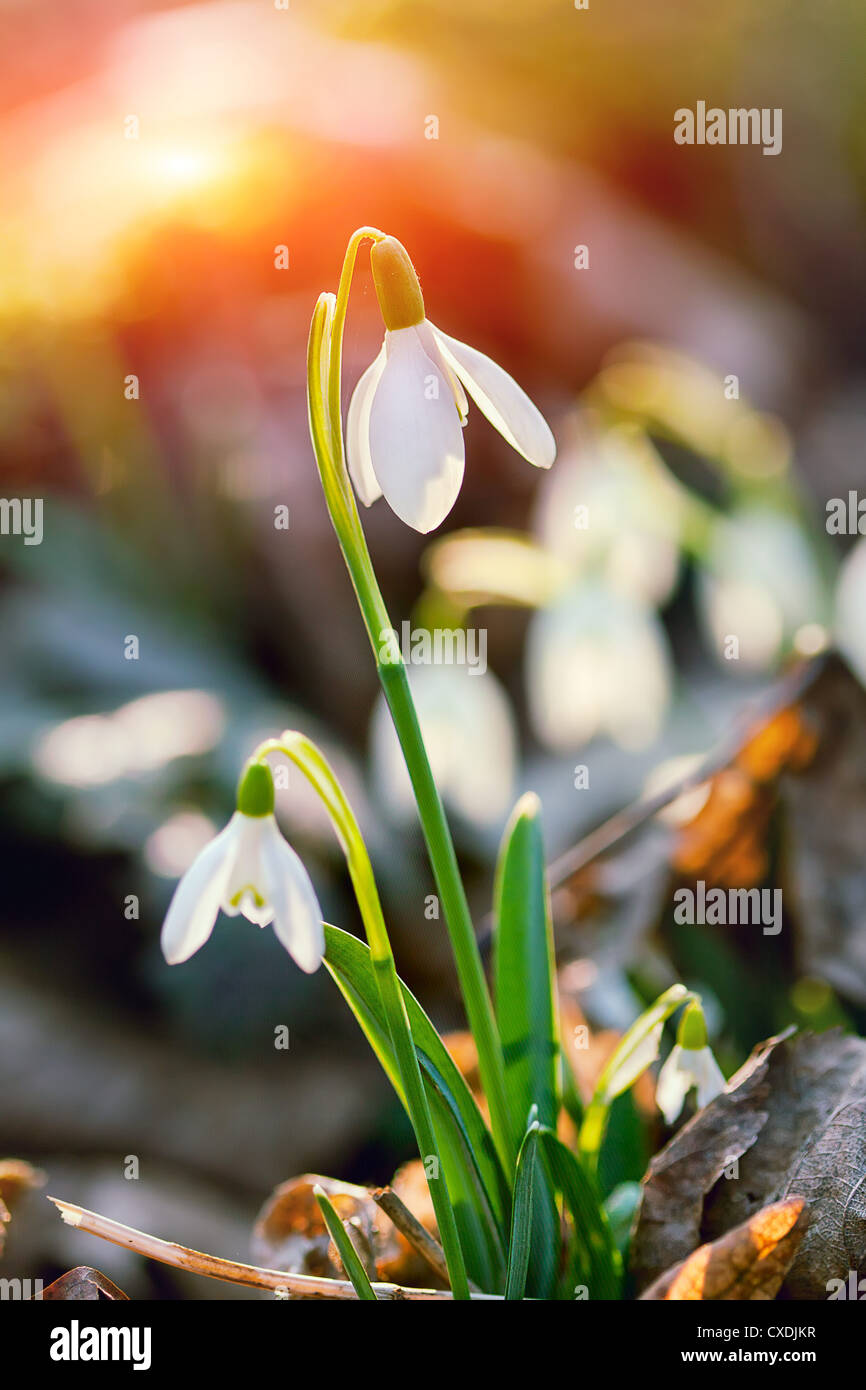 Plant that flowers in winter and early spring hi-res stock photography ...