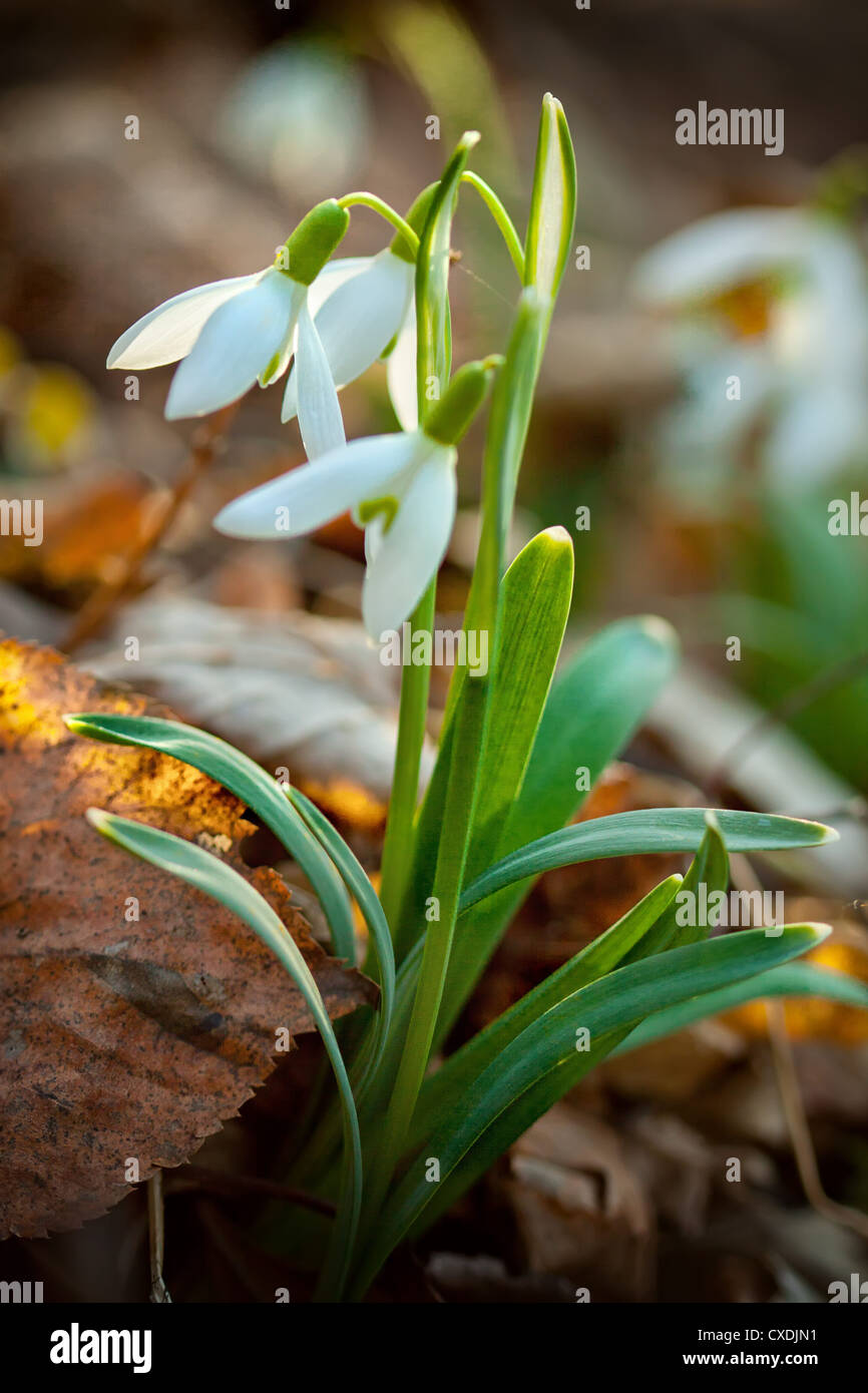 Spring snowdrop flowers in a garden Stock Photo - Alamy