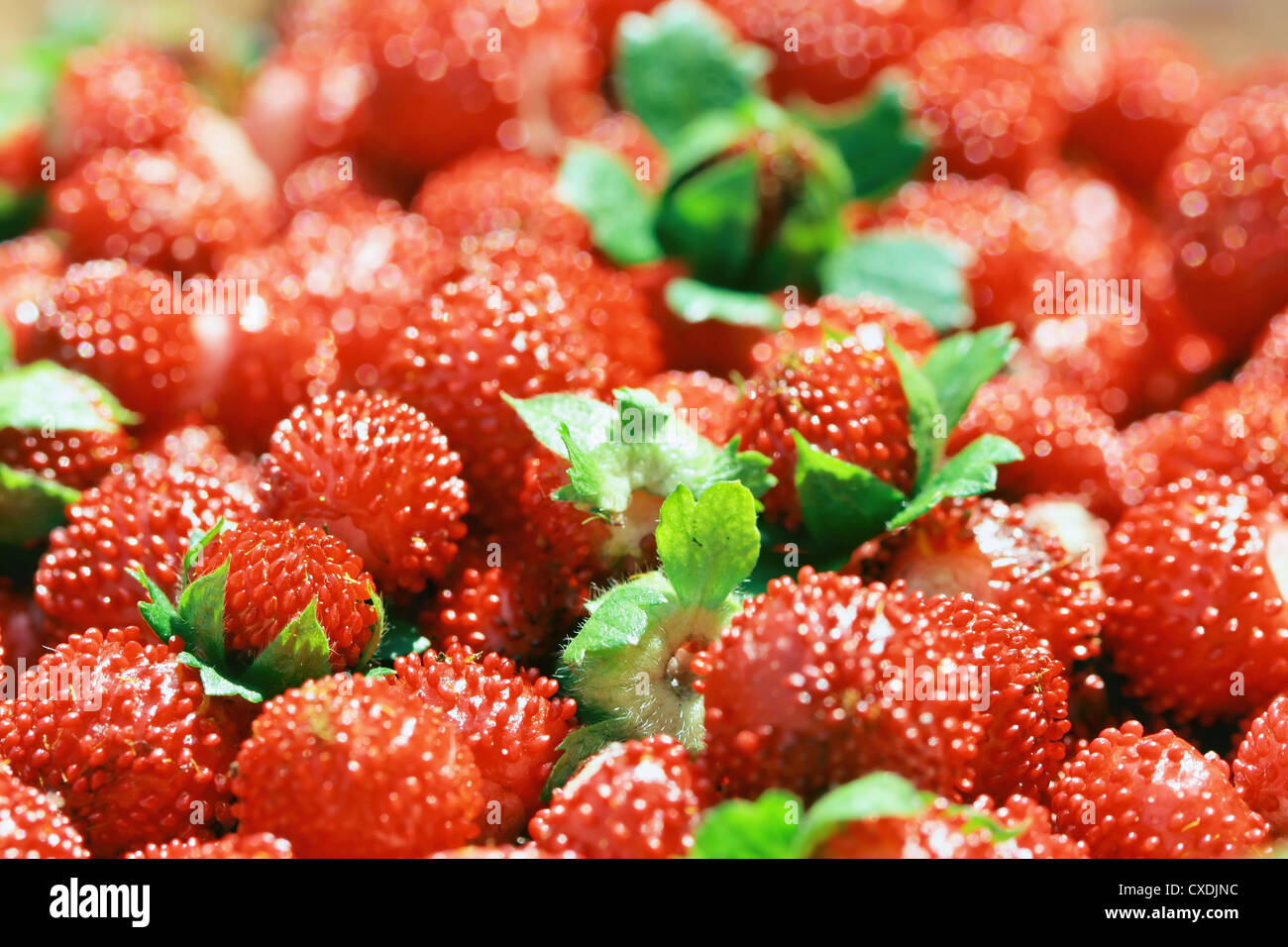Details of red wild strawberry Stock Photo - Alamy