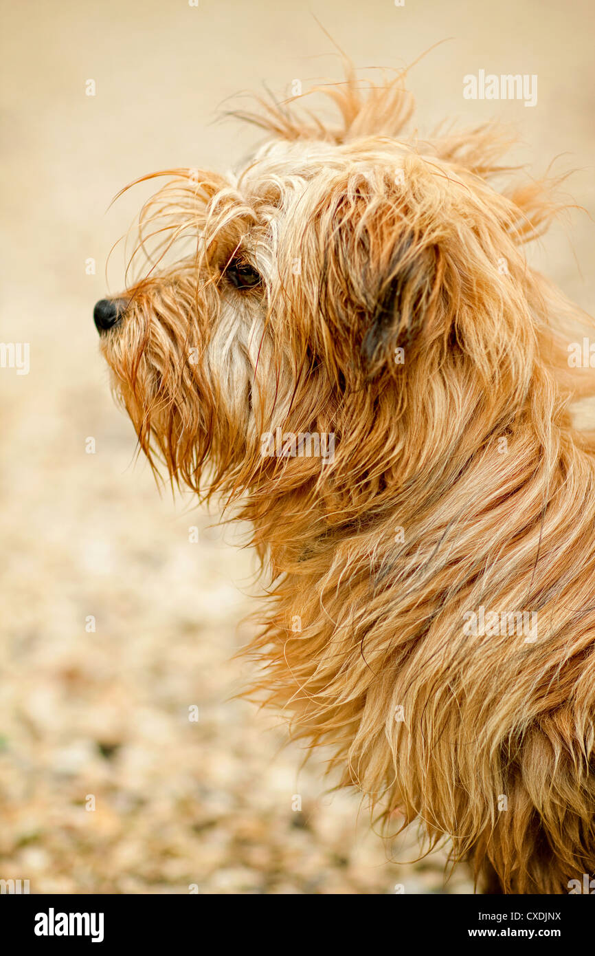 Small cut dog hi-res stock photography and images - Alamy