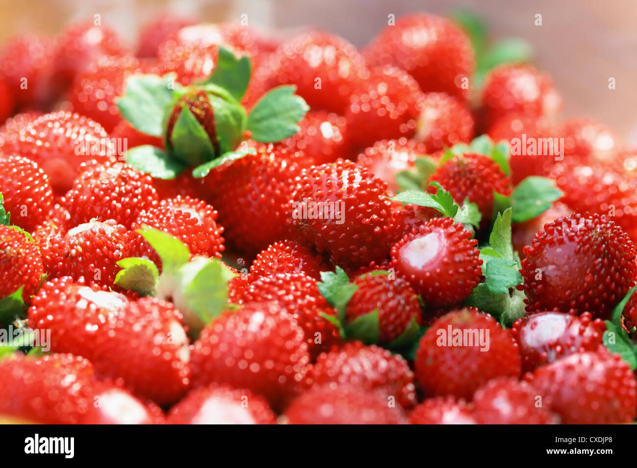 Details of red wild strawberry Stock Photo - Alamy