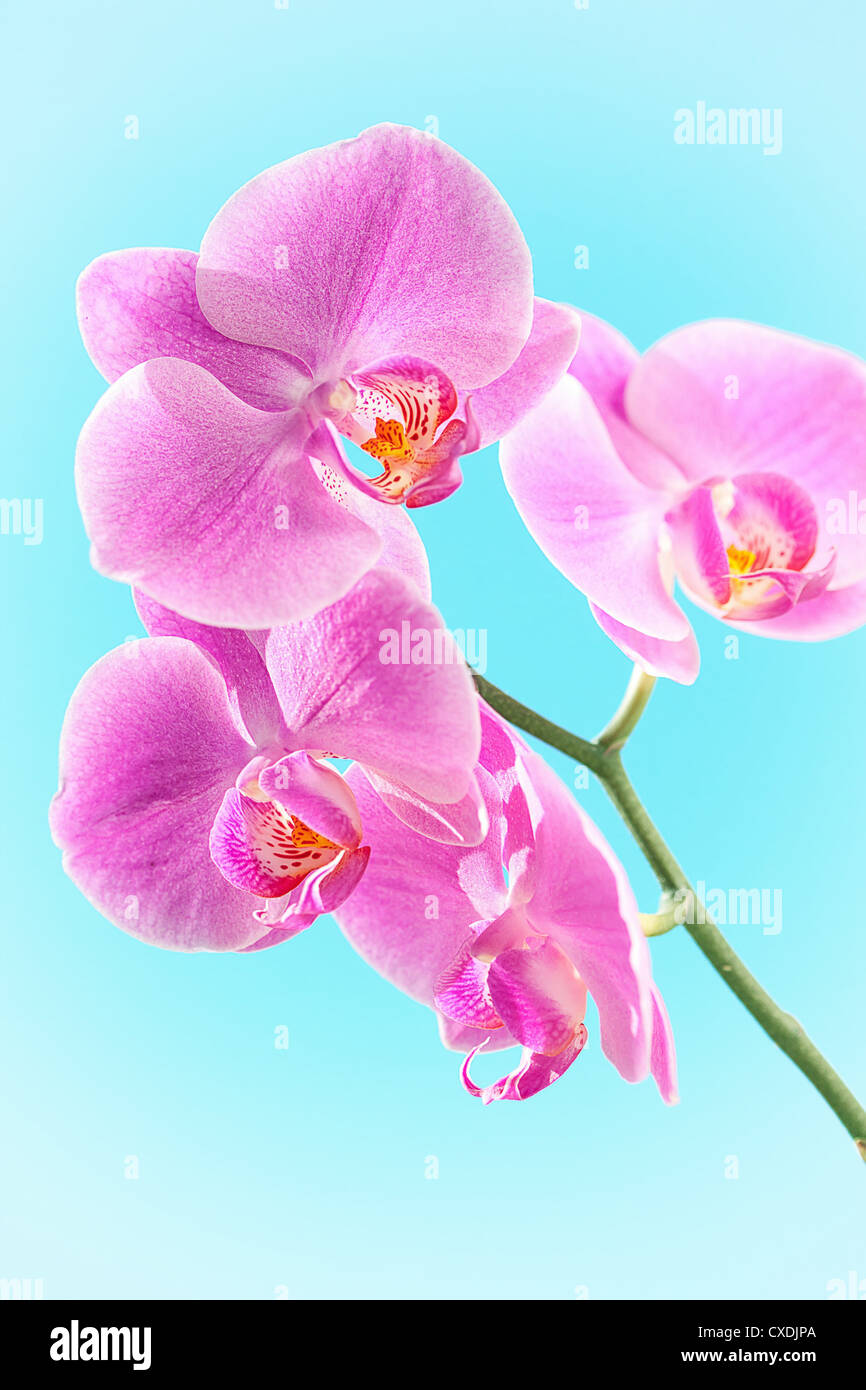 Beautiful pink Orchid Stock Photo - Alamy