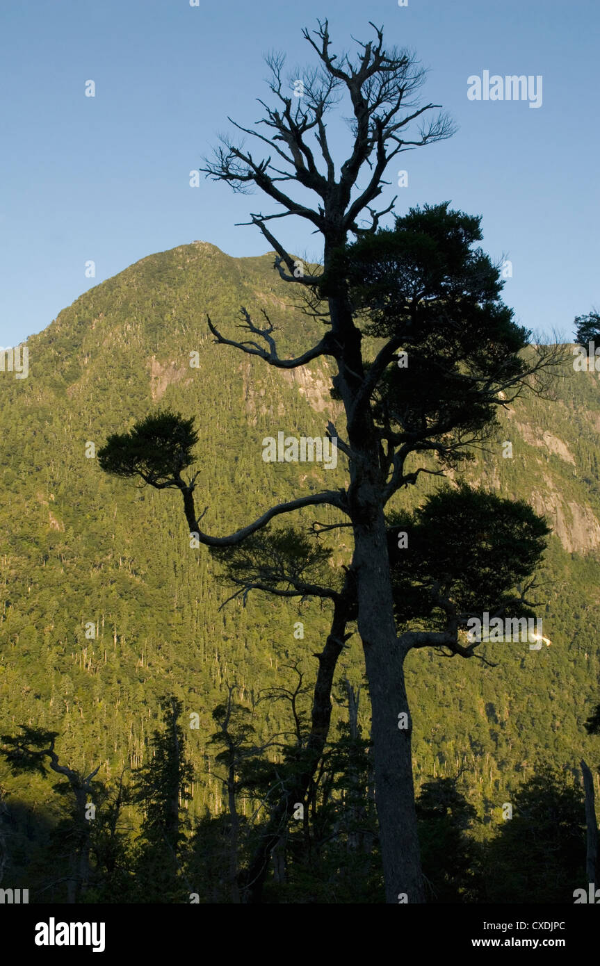 Alerce, or Southern Beech Tree (Nothofagus dombeyi) Alerce Andino ...