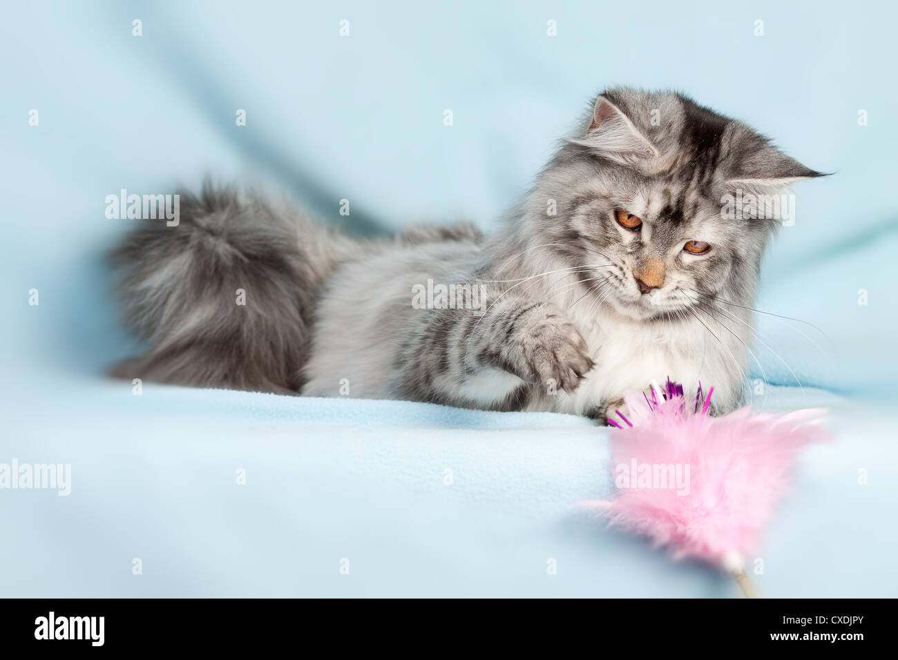 Portrait of sweet pet cat Stock Photo - Alamy