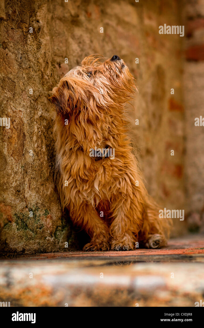 Cute small dog Stock Photo - Alamy