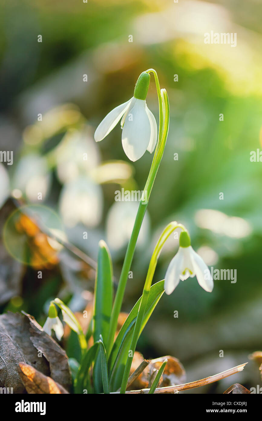 Spring snowdrop flowers in a garden Stock Photo - Alamy