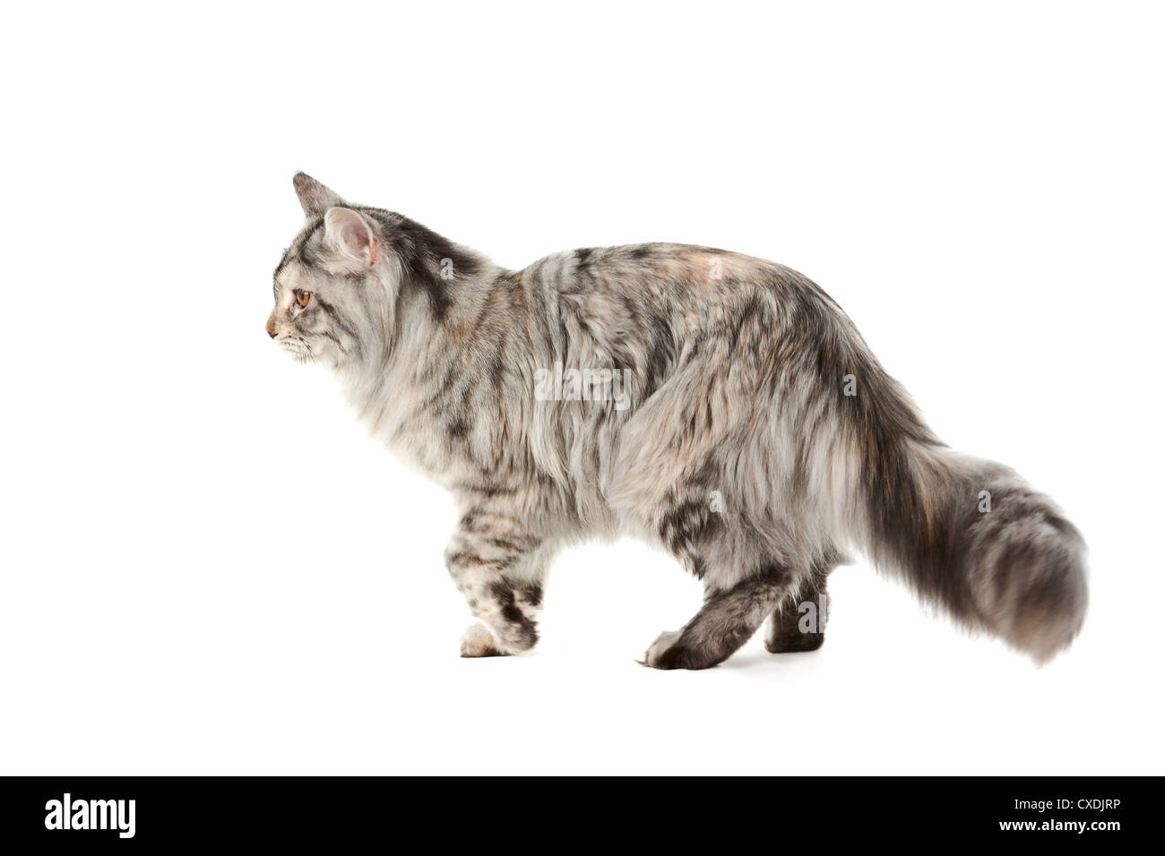 Portrait of sweet pet cat Stock Photo - Alamy