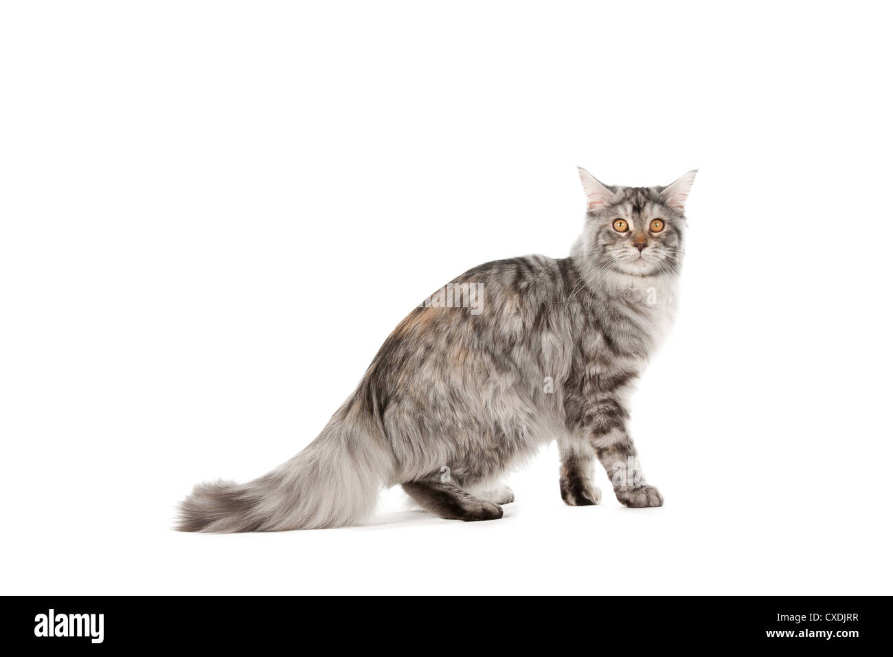 Sweet feline look Cut Out Stock Images & Pictures - Alamy