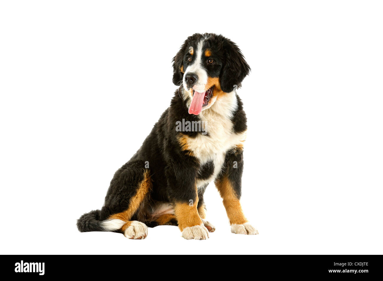 Head dog bernese mountain Cut Out Stock Images & Pictures - Alamy
