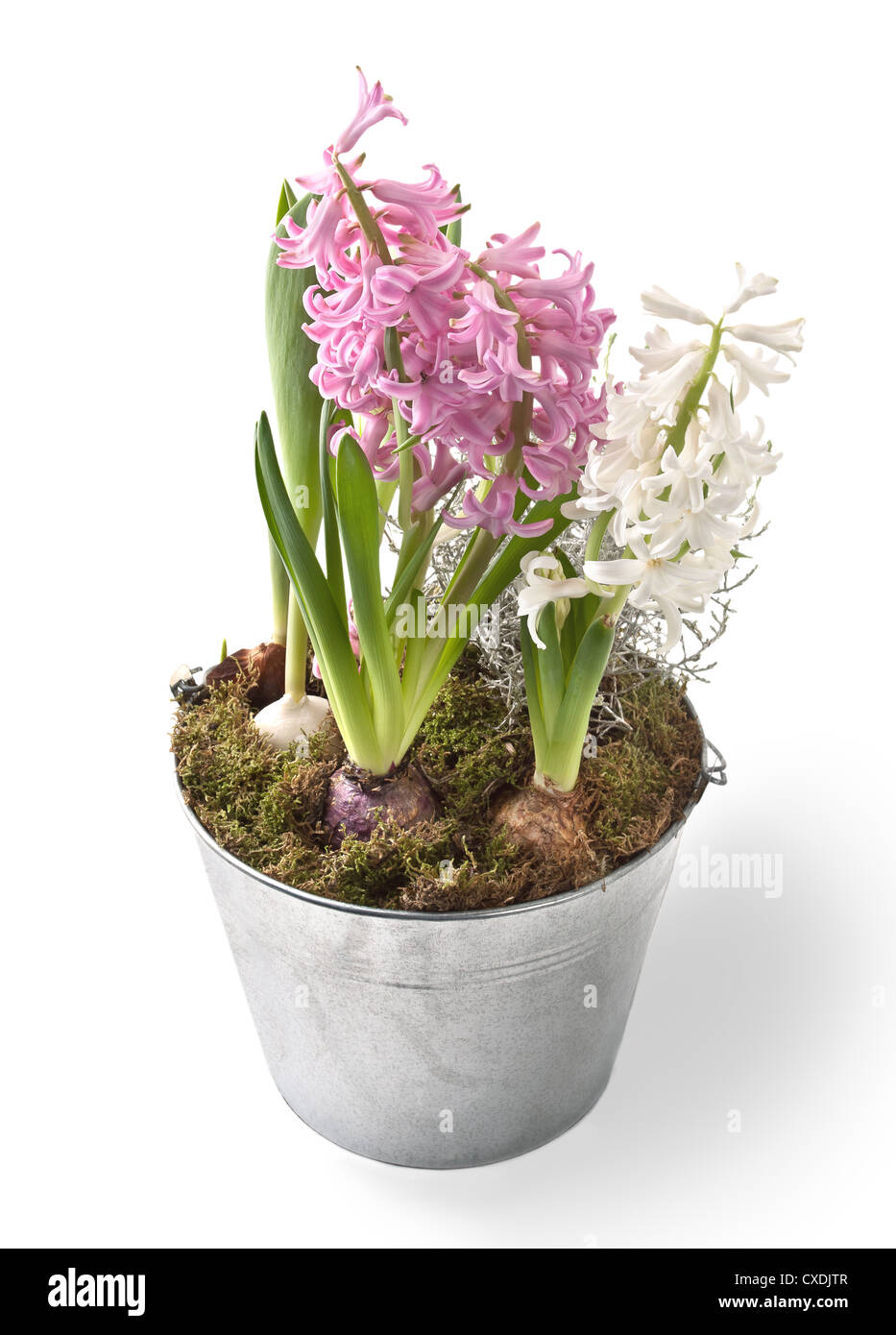 Spring flower garden container Cut Out Stock Images & Pictures - Alamy
