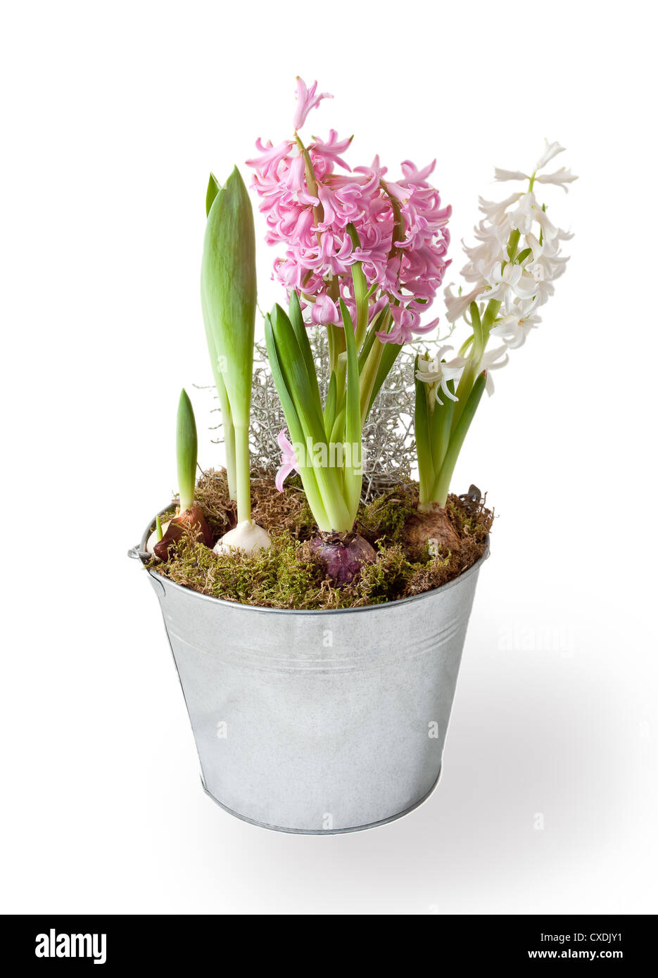 Spring hyacinth in flower pot isolated Stock Photo - Alamy