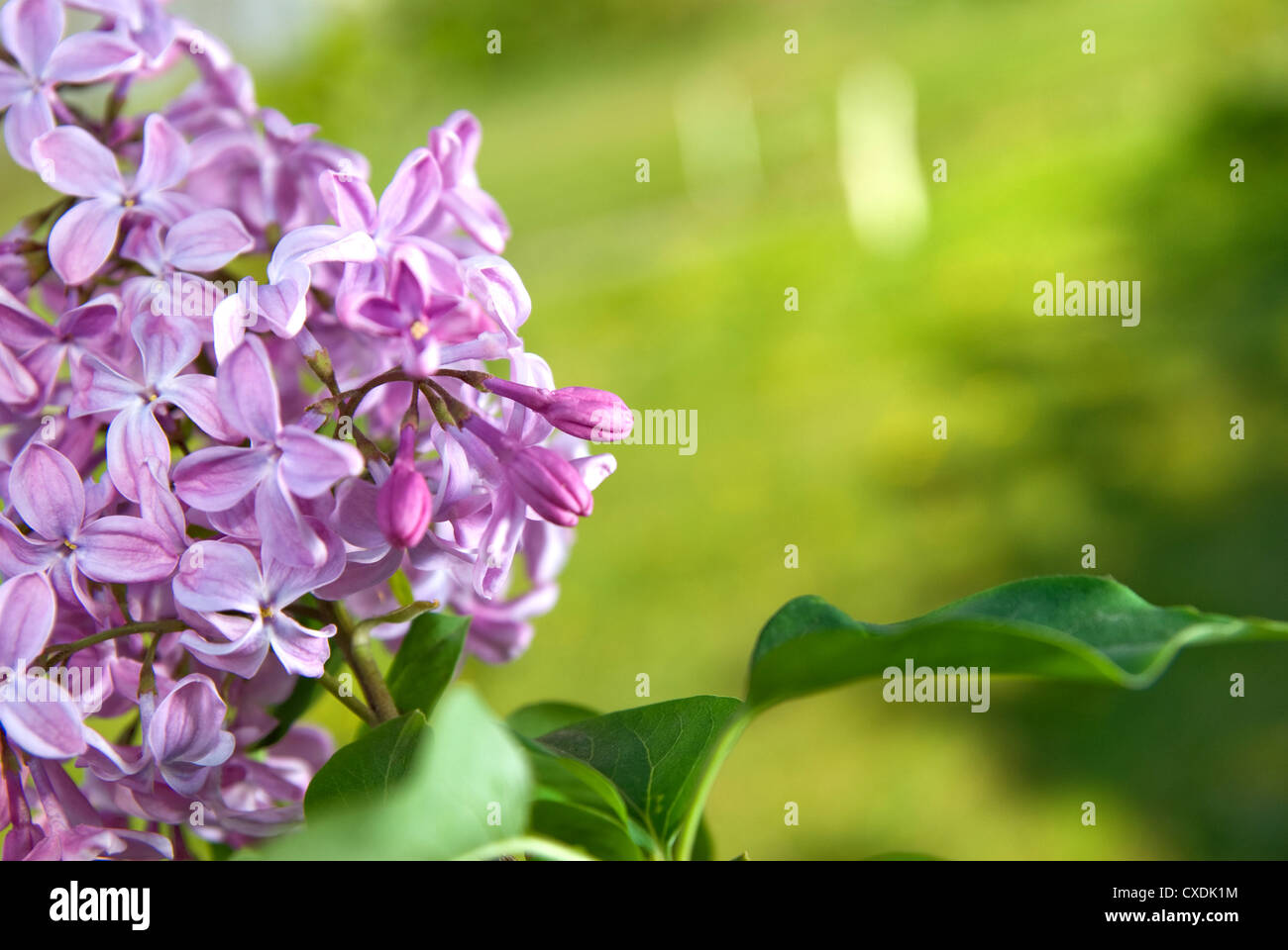 Spring lilac flowers with leaves Stock Photo - Alamy