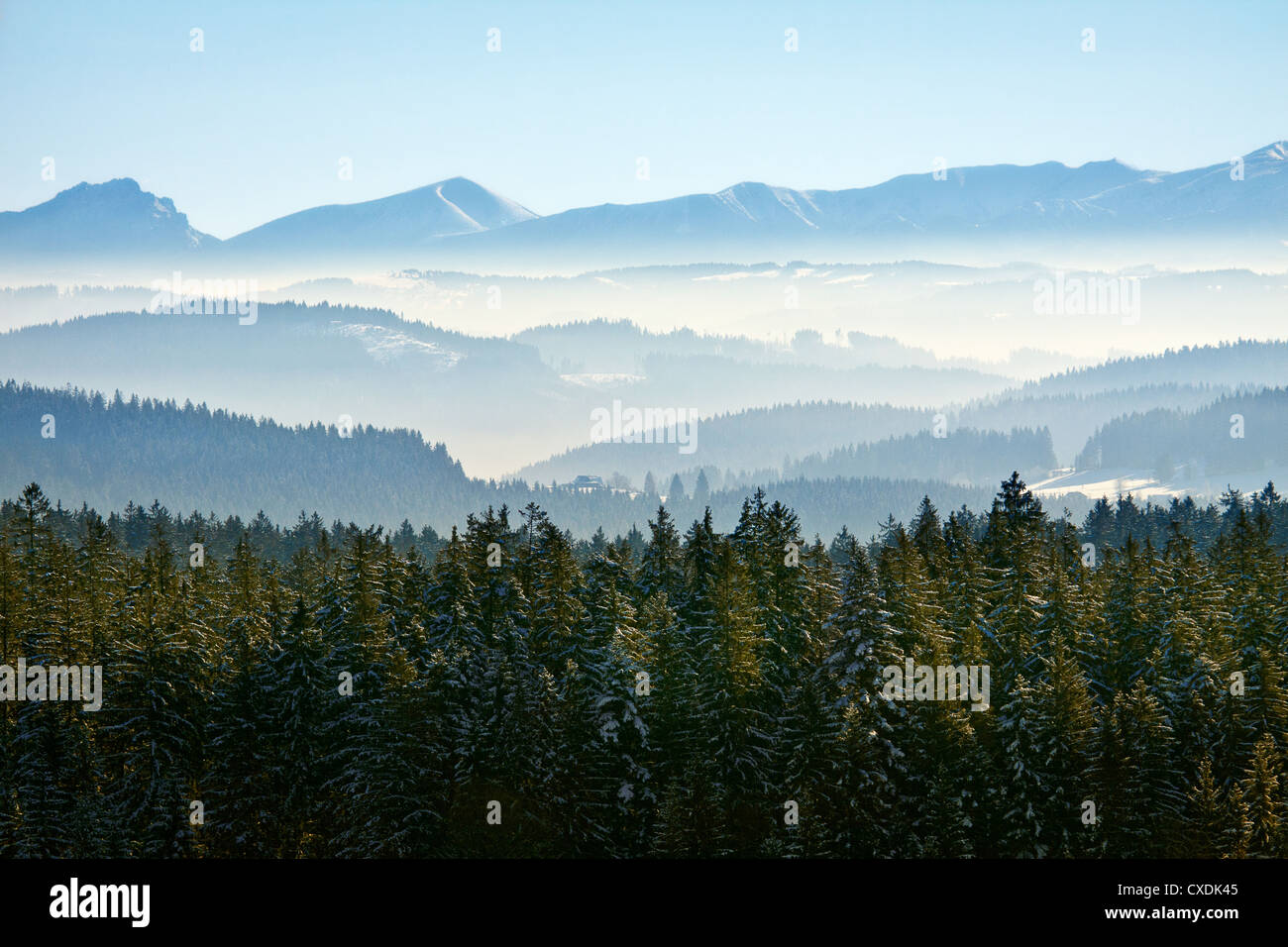 The landscape of the forest hi-res stock photography and images - Alamy